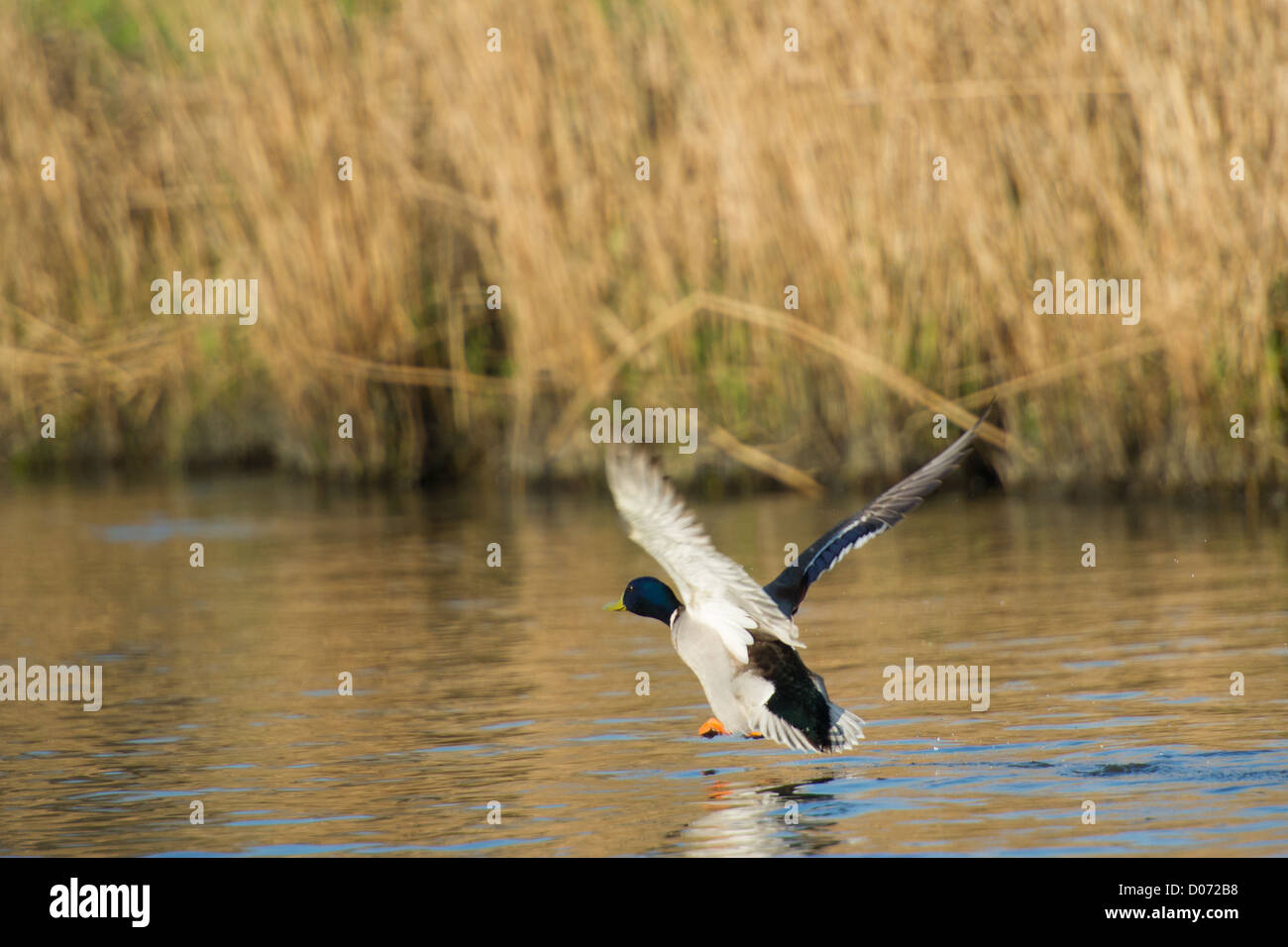 Wild male duck flying up from the water Stock Photo - Alamy