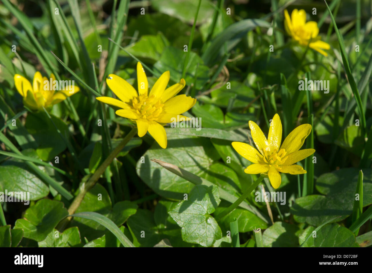 Yellow lesser Celandine in nature Stock Photo - Alamy
