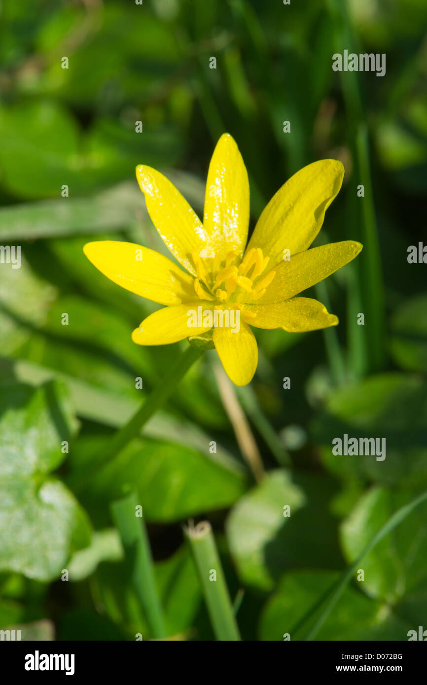 Yellow lesser Celandine in nature Stock Photo - Alamy