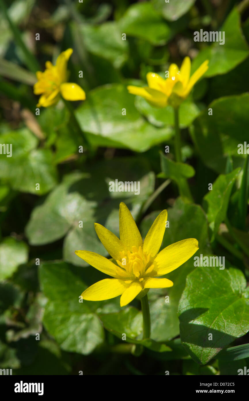 Yellow lesser Celandine in nature Stock Photo - Alamy