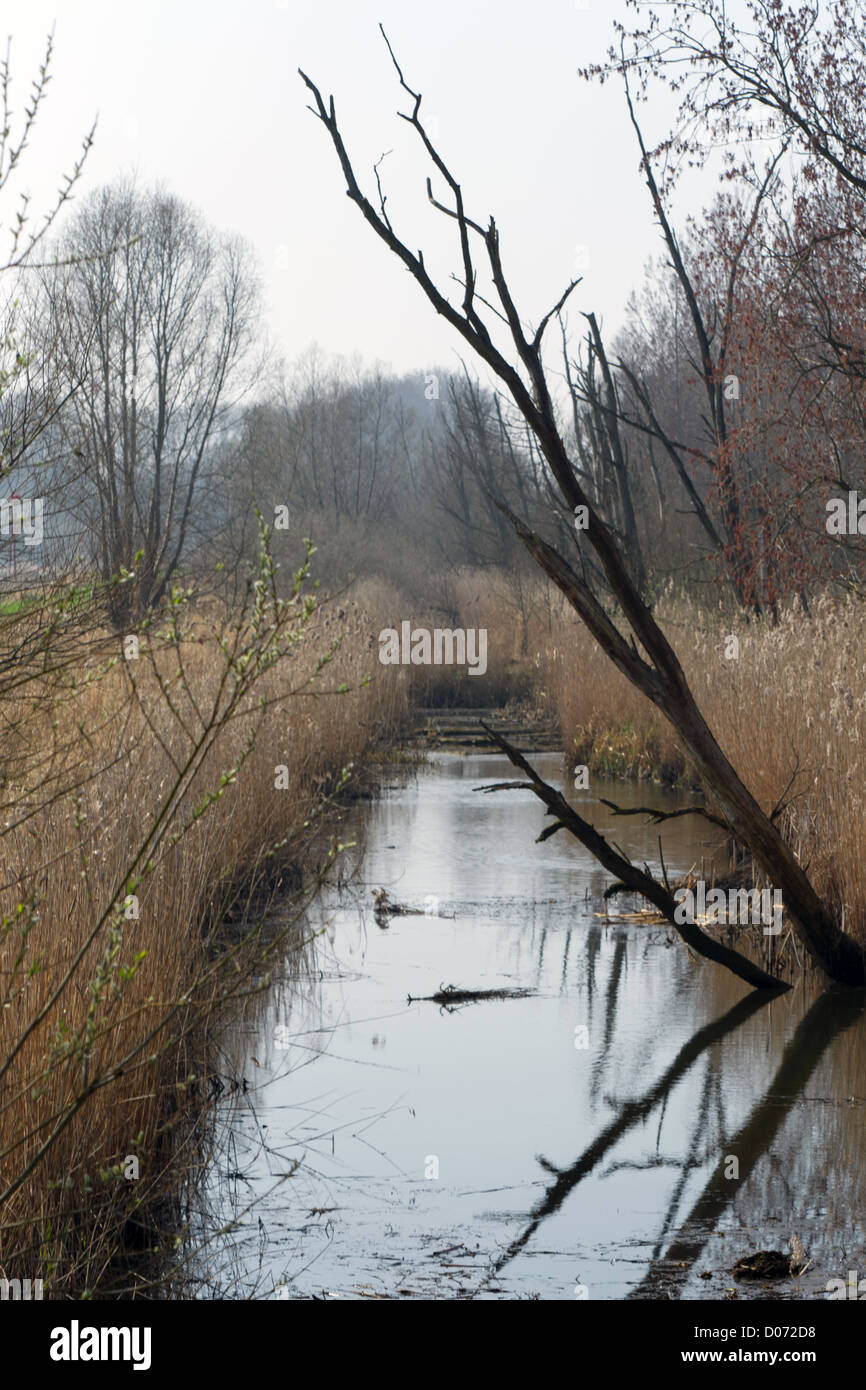 Swamp in Dutch Biesbosch Stock Photo - Alamy
