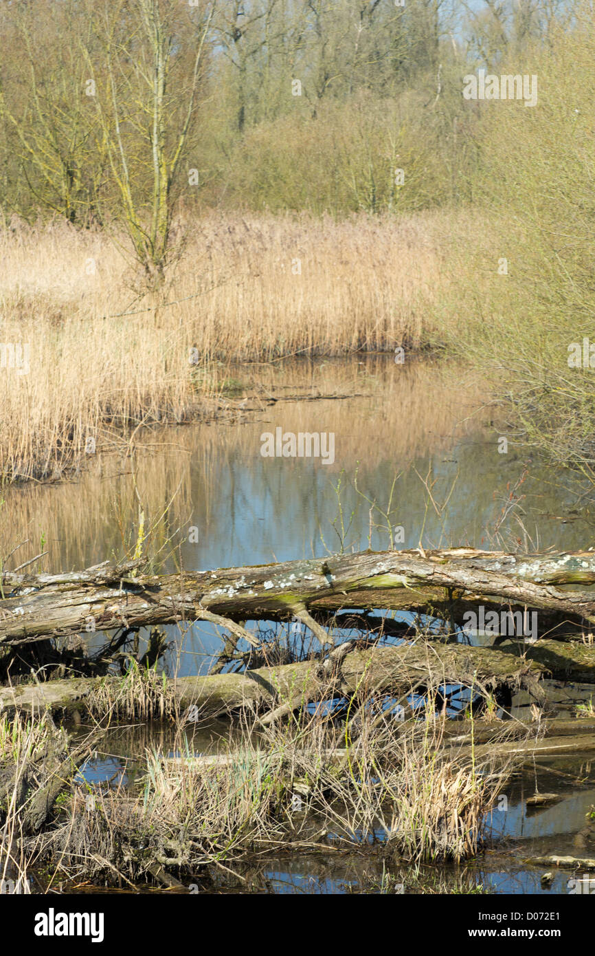 Swamp in Dutch Biesbosch Stock Photo - Alamy