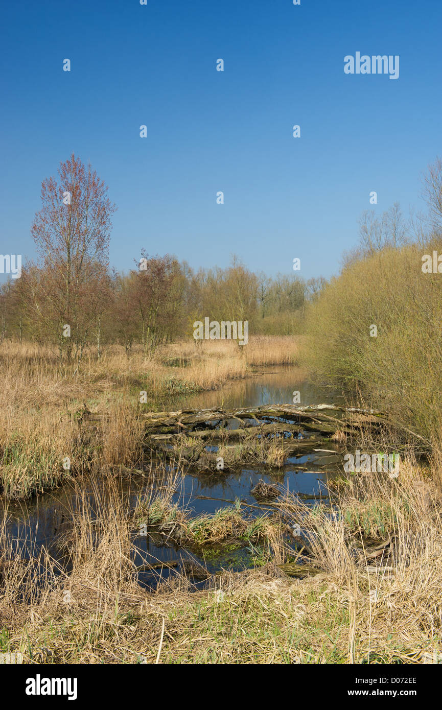 Swamp in Dutch Biesbosch Stock Photo - Alamy