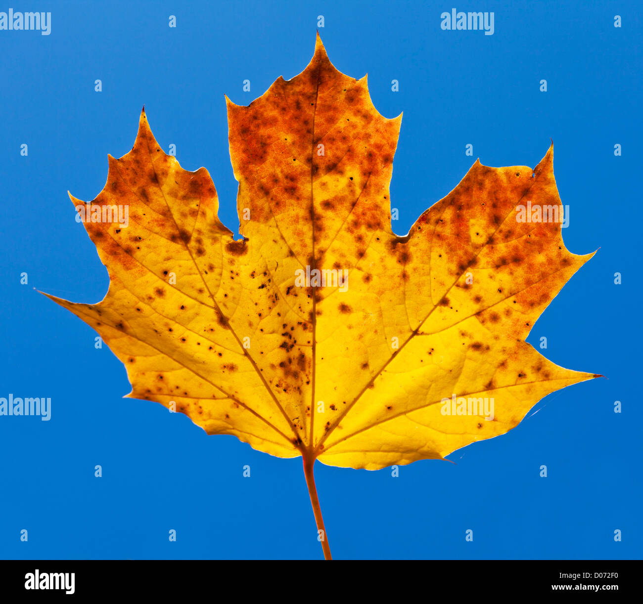 Leaf hi-res stock photography and images - Alamy
