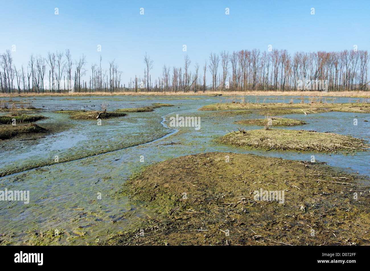 Wet swamp hi-res stock photography and images - Alamy