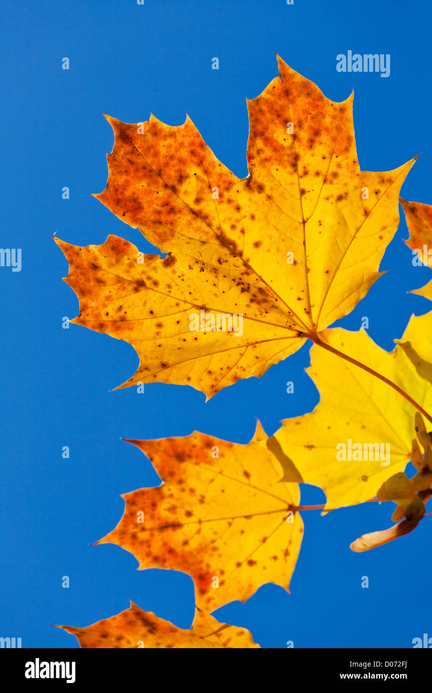 Sycamore leaves hi-res stock photography and images - Alamy