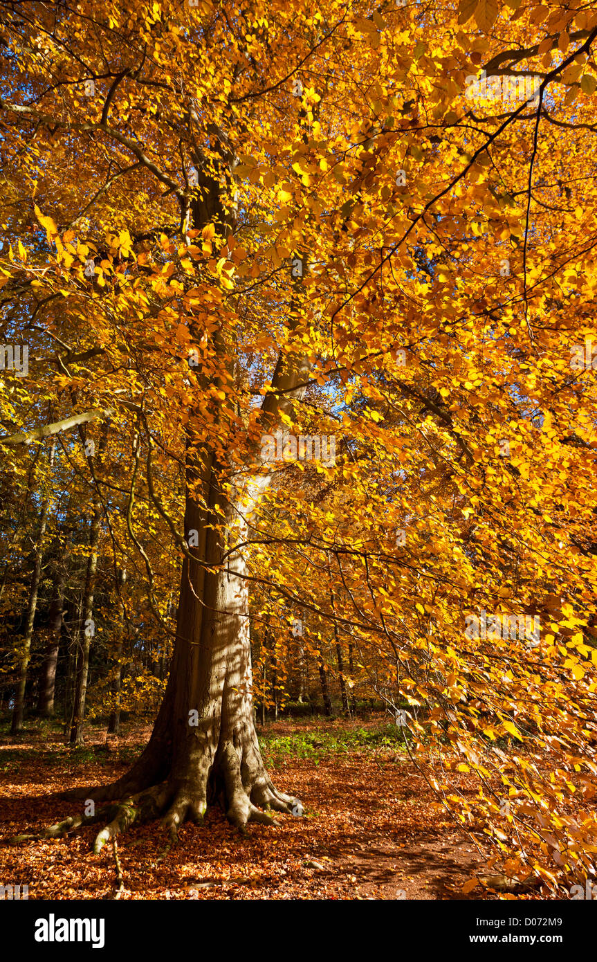 Autumn Trees Uk Stock Photos & Autumn Trees Uk Stock Images - Alamy