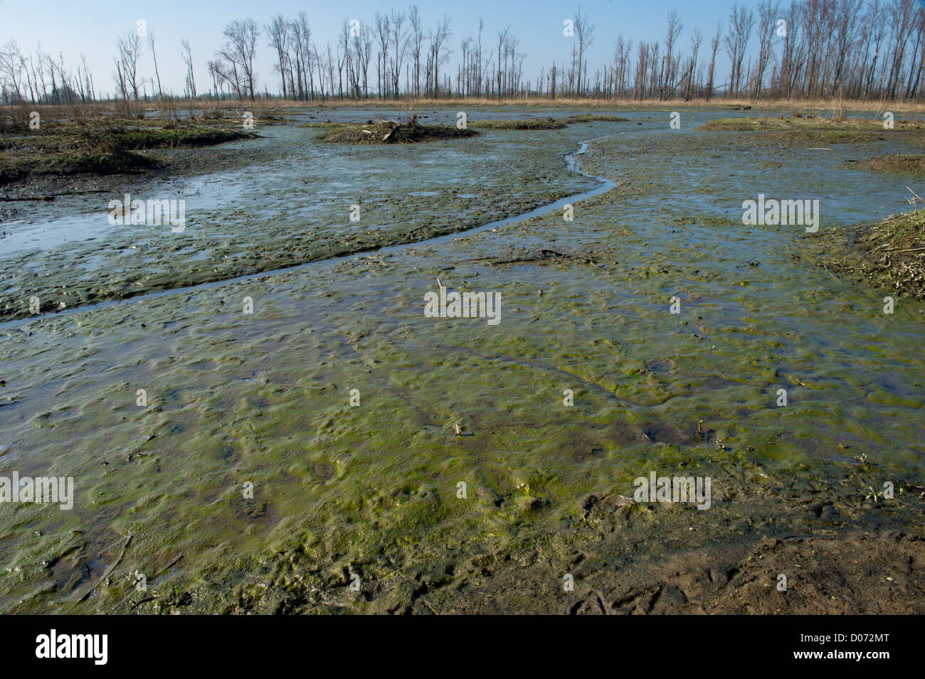 Swamp in Dutch nature at the Biesbosch Stock Photo - Alamy