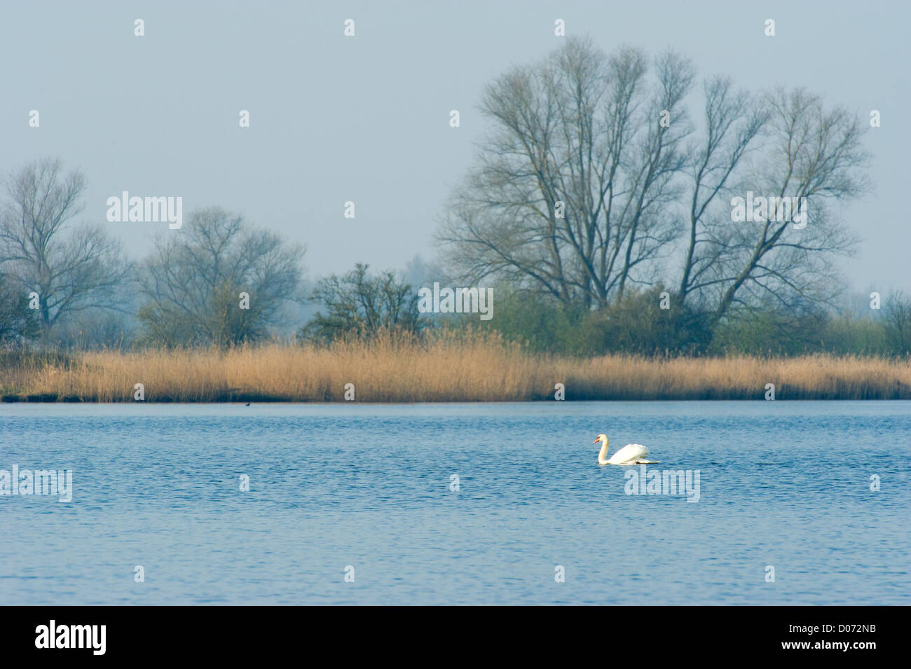 Dutch landscape with swan and nature in the Biesbosch Stock Photo - Alamy