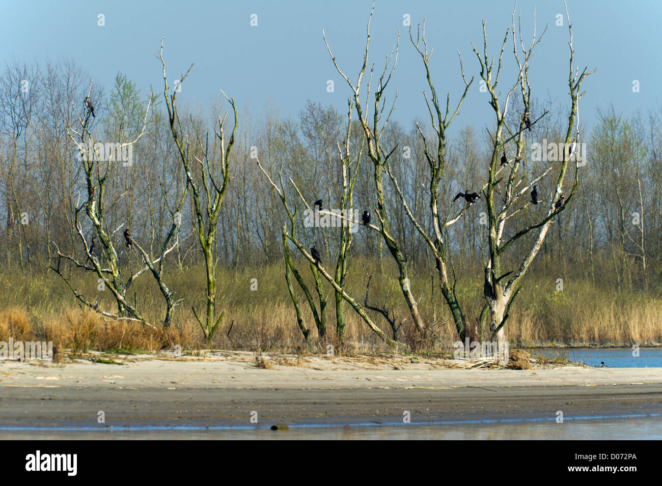 Colony black great cormorants in tree Stock Photo - Alamy