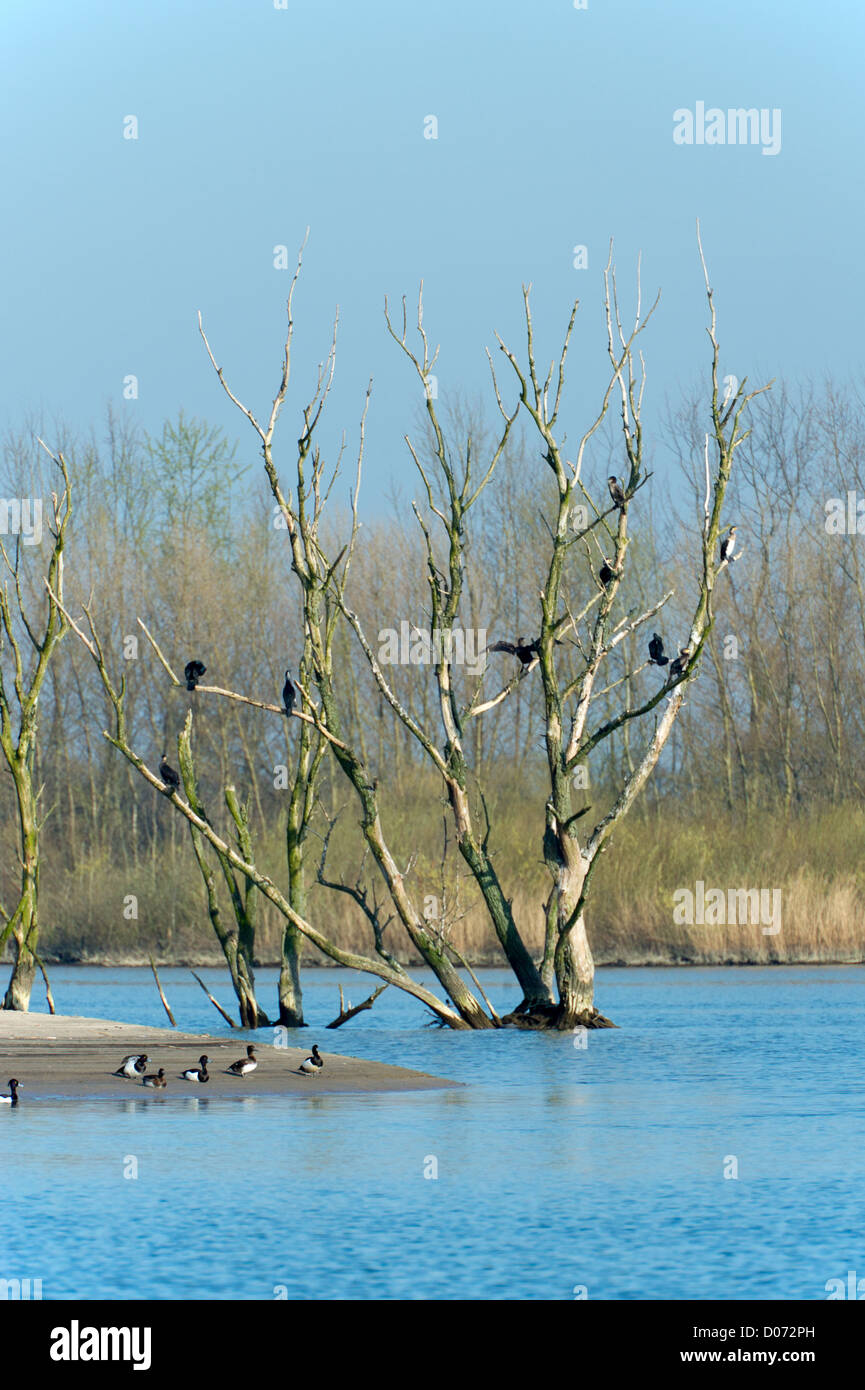 Colony black great cormorants in tree Stock Photo - Alamy