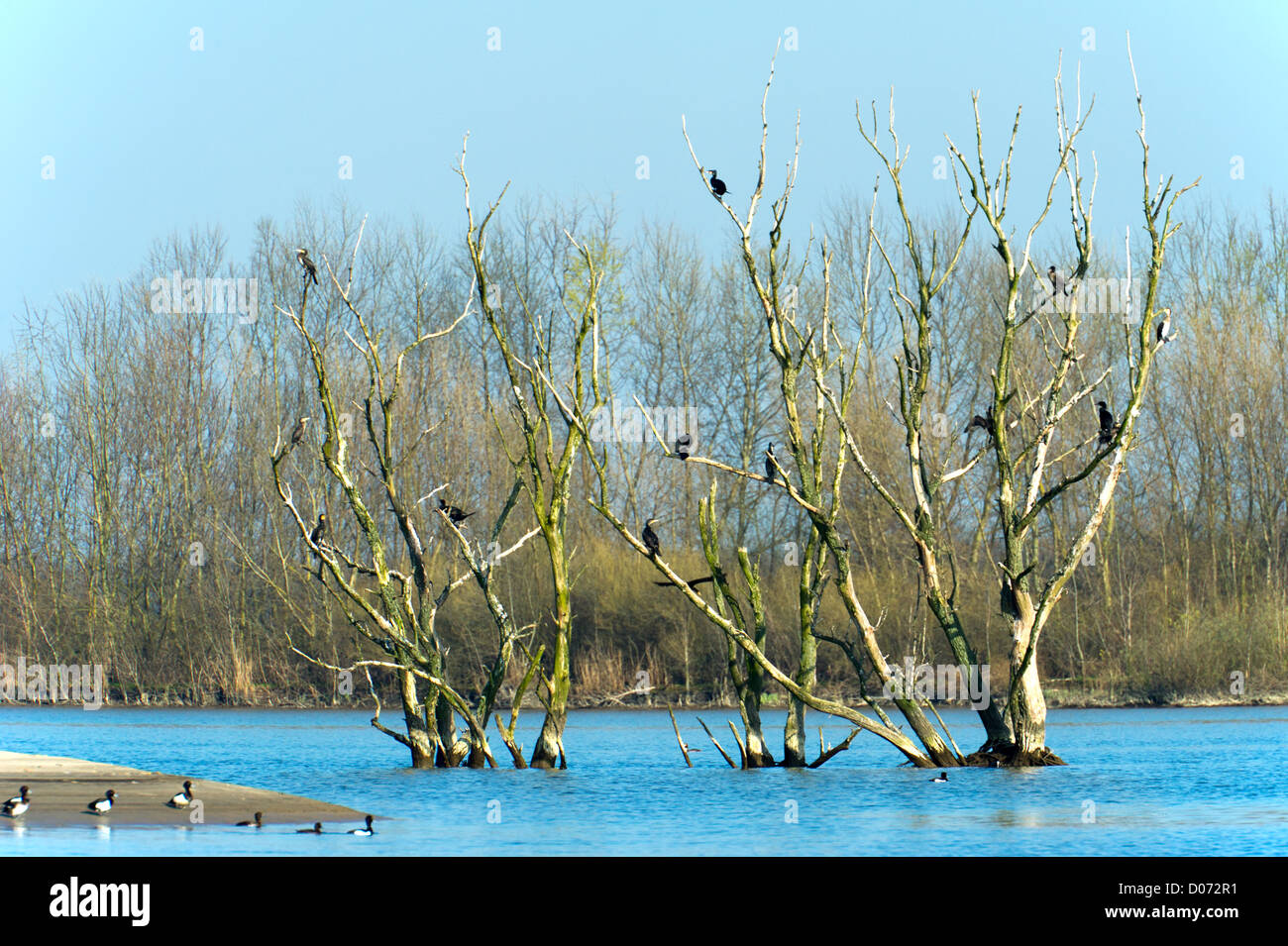 Colony black great cormorants in tree Stock Photo - Alamy