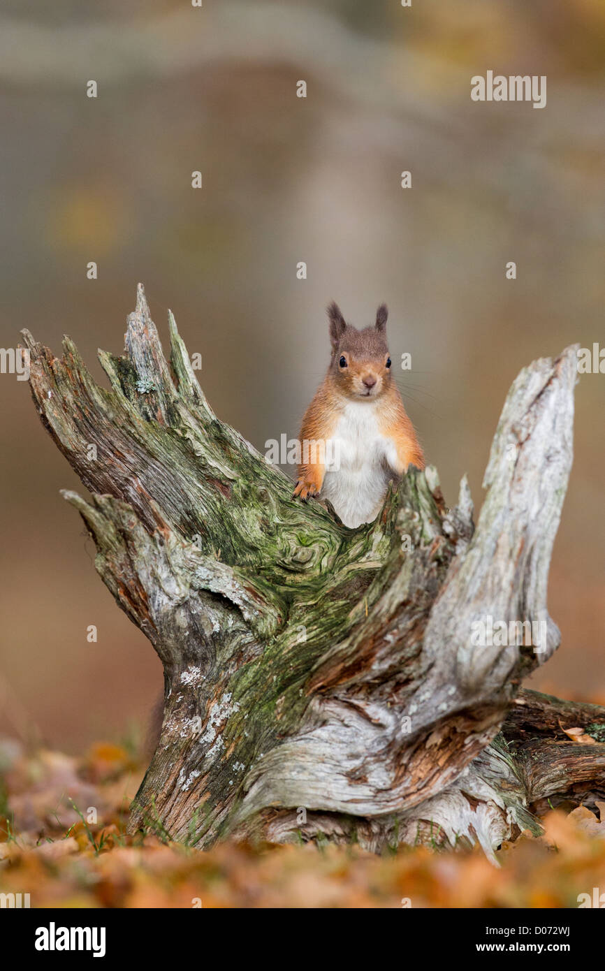 Squirrel Jumping On Tree High Resolution Stock Photography and Images ...