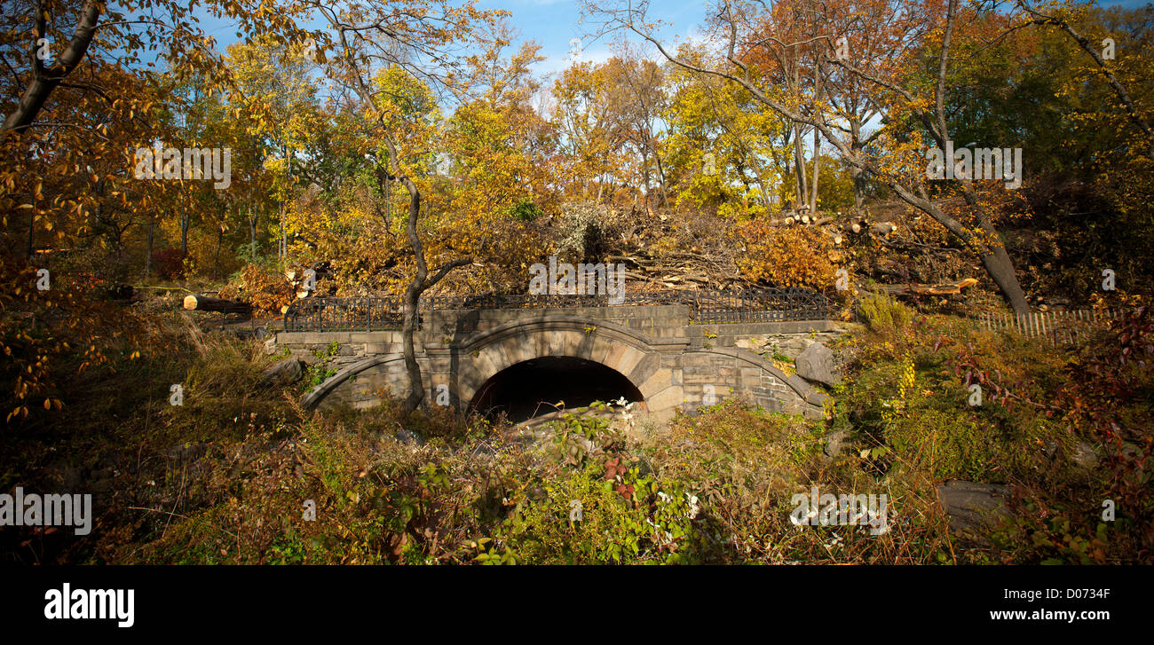 Carry tree trunks hi-res stock photography and images - Alamy