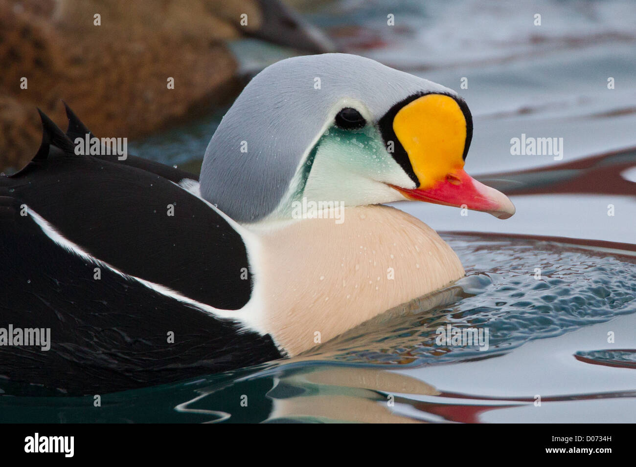 Adult male drake hi-res stock photography and images - Alamy