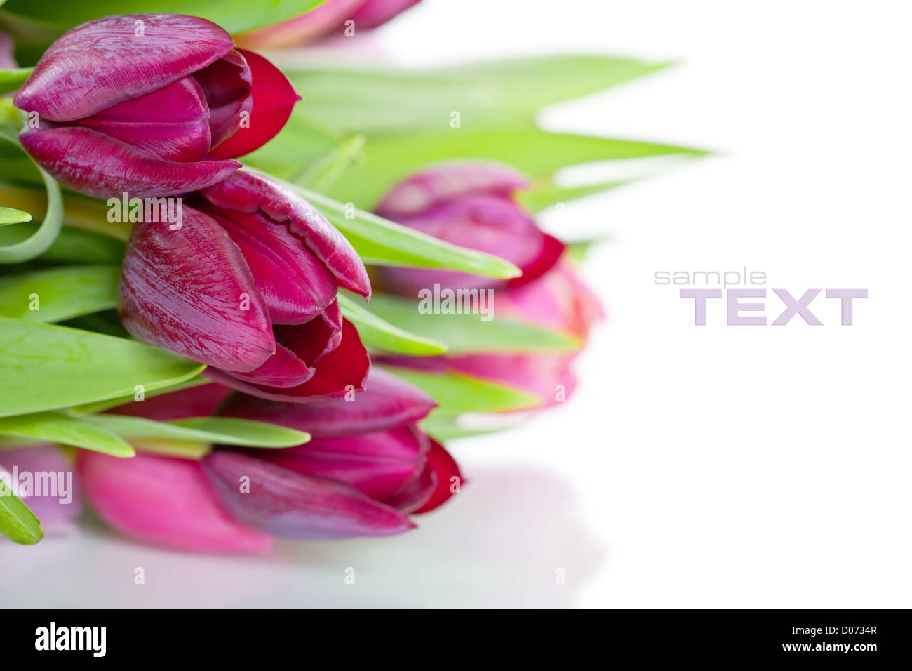Pink tulips on white background. With sample text Stock Photo - Alamy