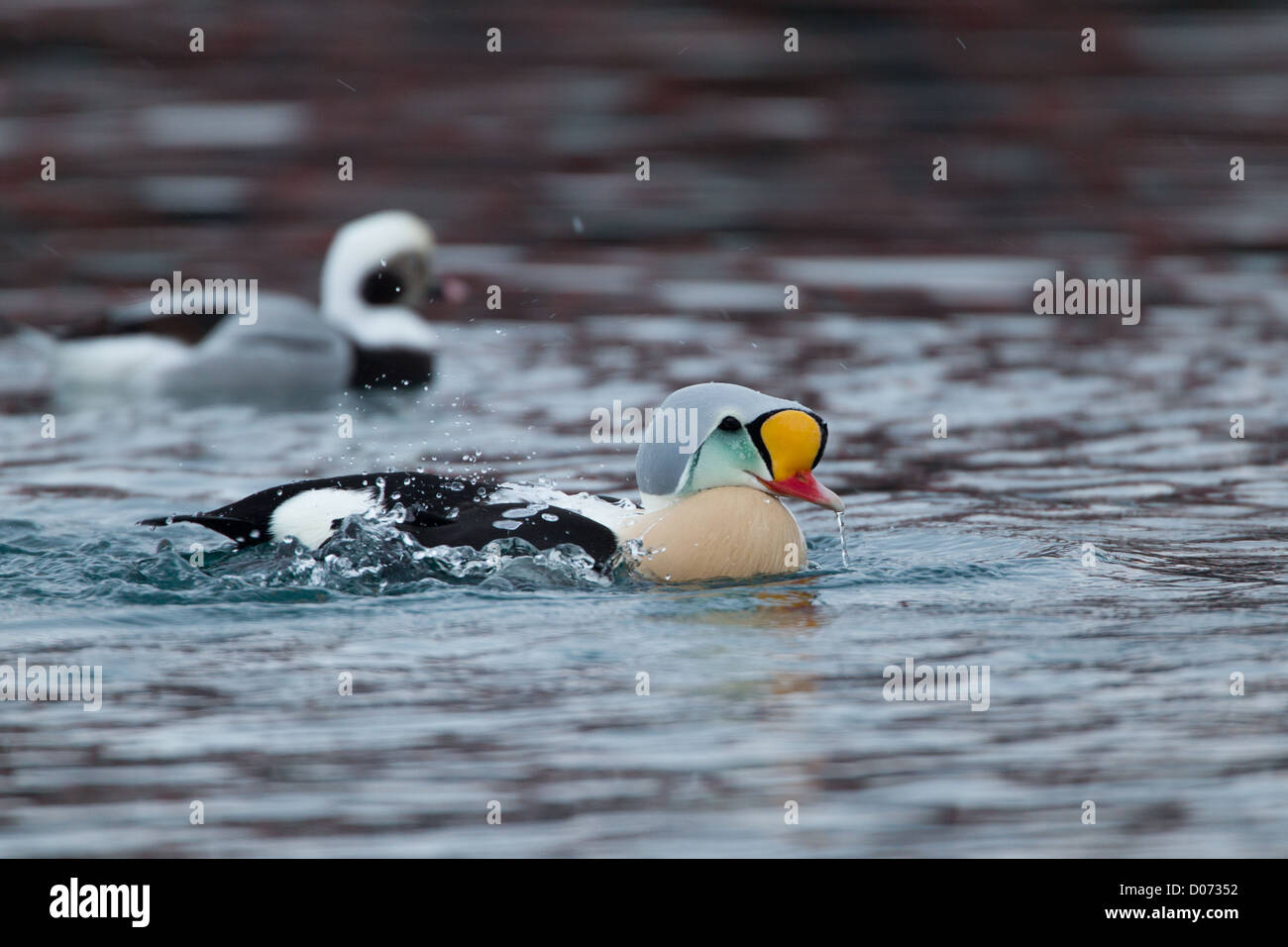 Drake King Eider, Varanger, Finnmark, Norway with drake Long-tailed ...
