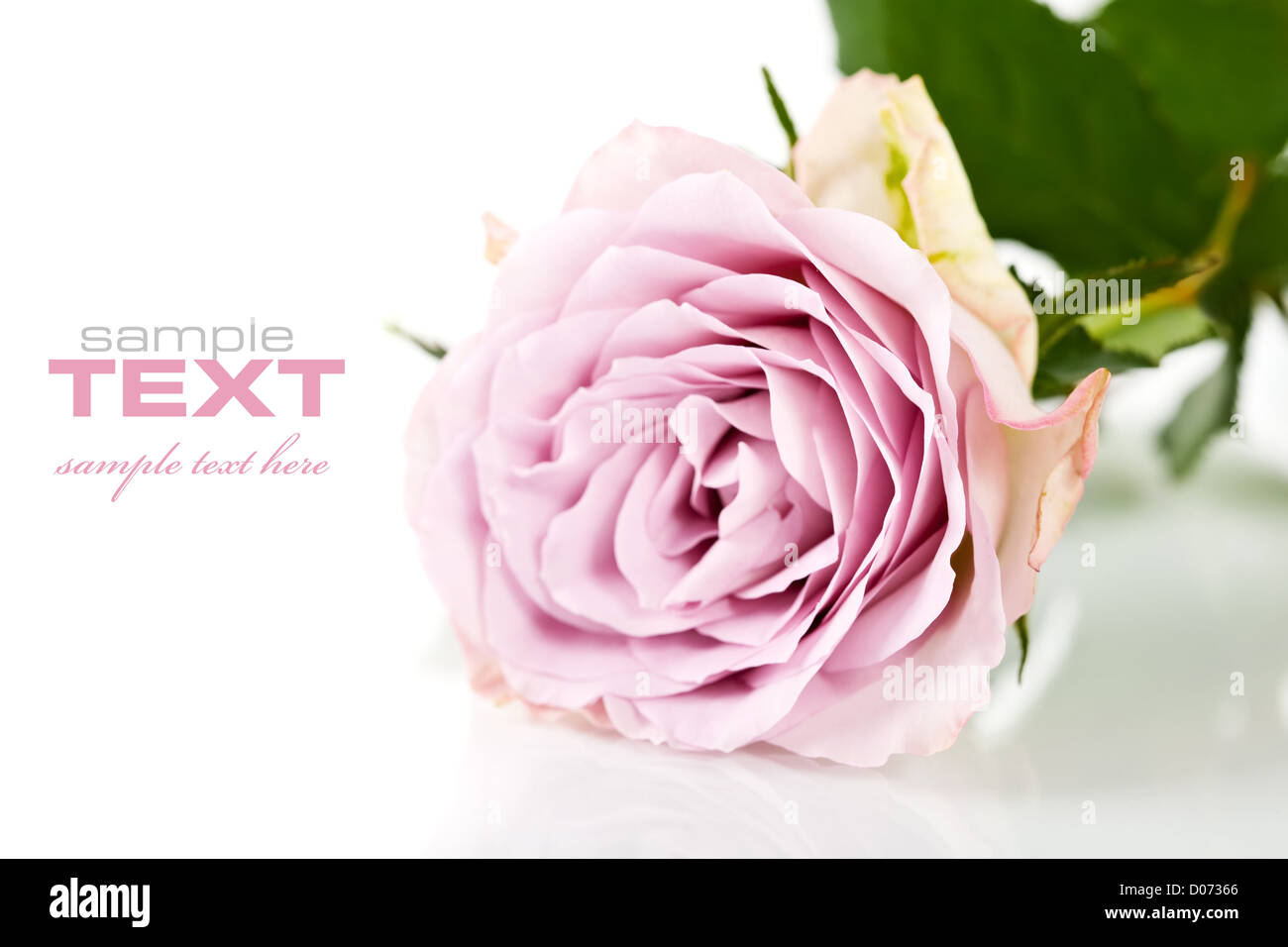 Rose sample hi-res stock photography and images - Alamy