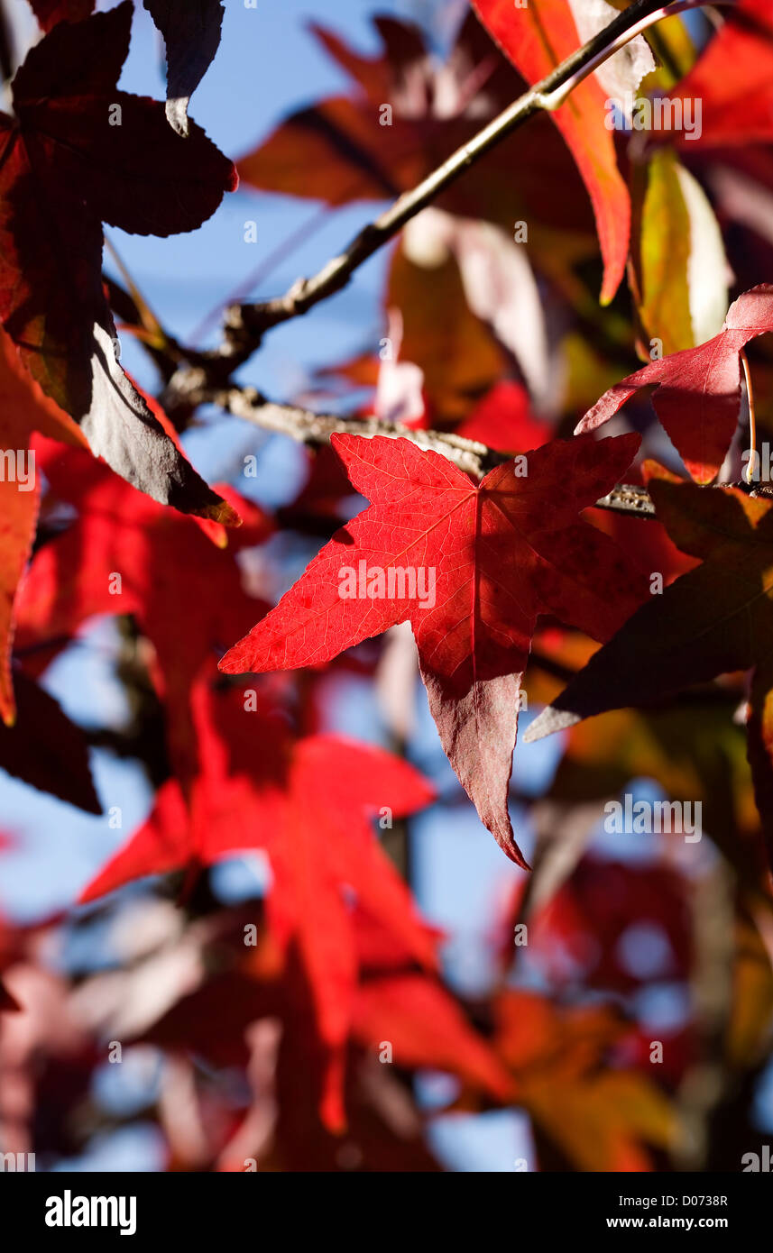 Red leaves on a beautiful fall day Stock Photo - Alamy
