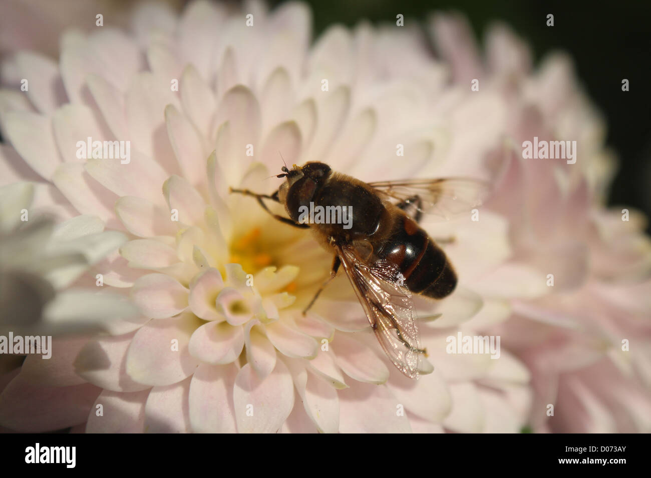 fly, air, flying, wing, leg, flower, pink, decor, beauty, sun, leaf ...