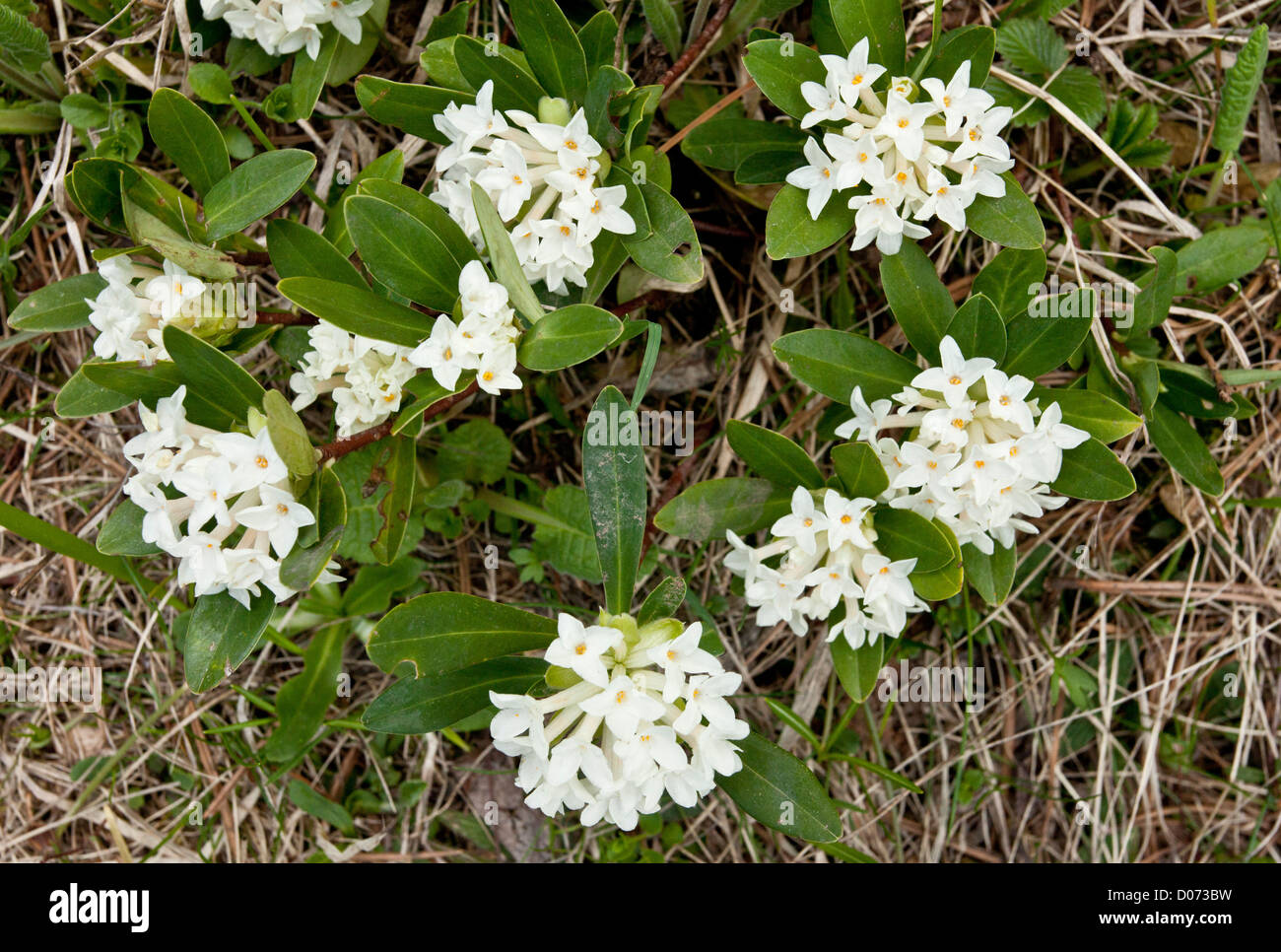 A rare mountain daphne, Daphne blagayana in the Pindos Mountains ...