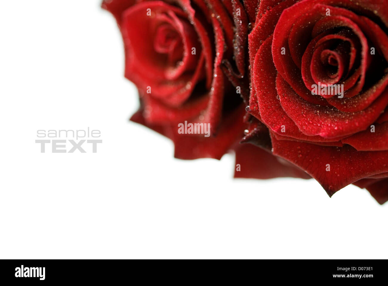 Beautiful Red Roses with water droplets Stock Photo - Alamy