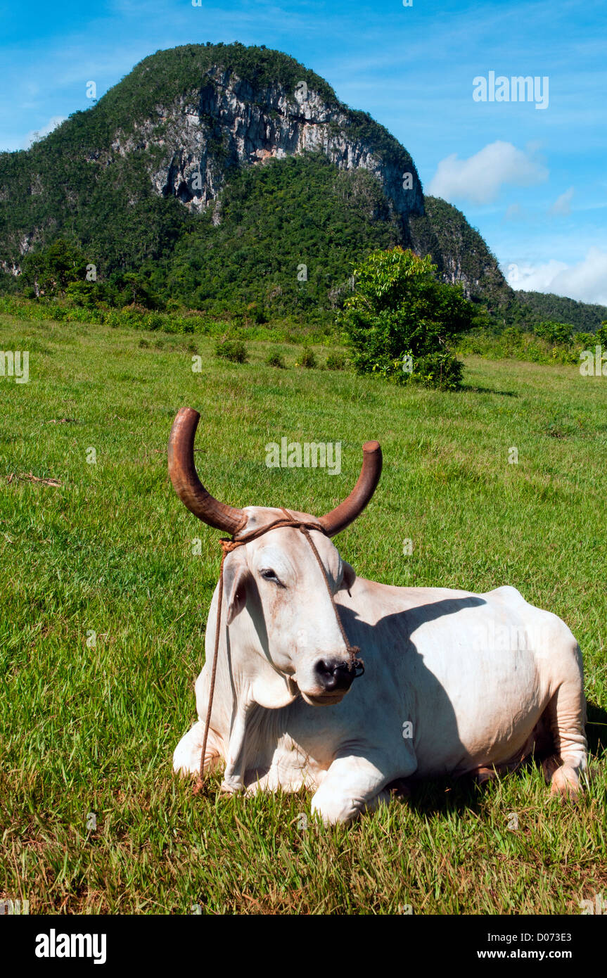 A cow in the nature in Cuba Stock Photo - Alamy