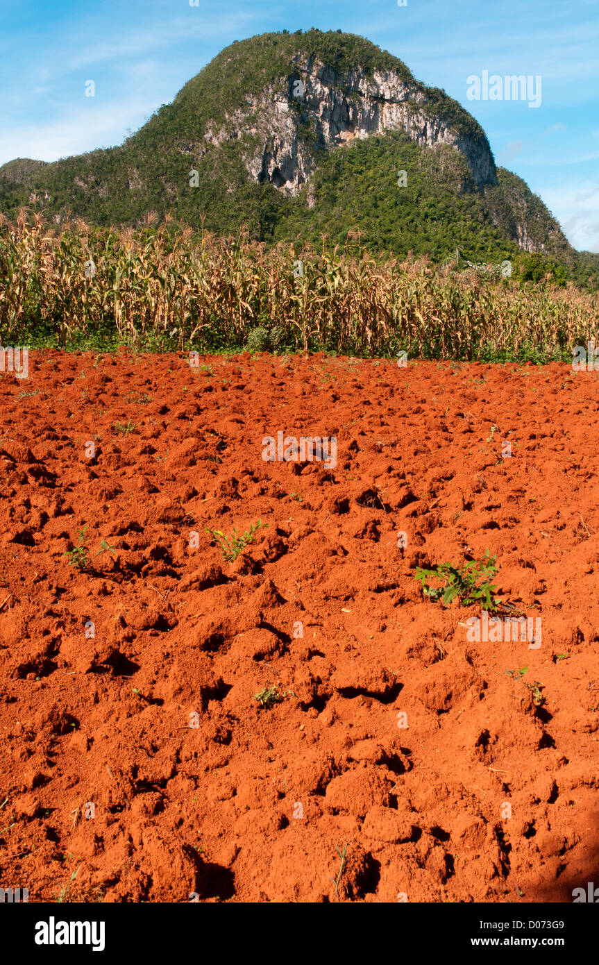 Red soil region in Cuba Stock Photo - Alamy