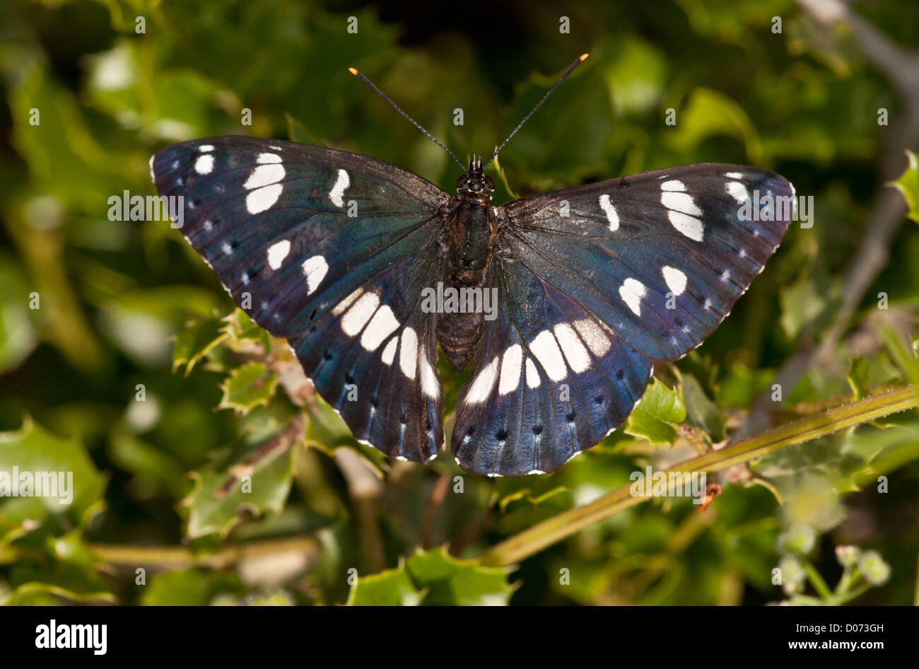 Southern White Admiral, Limenitis reducta, Greece Stock Photo - Alamy