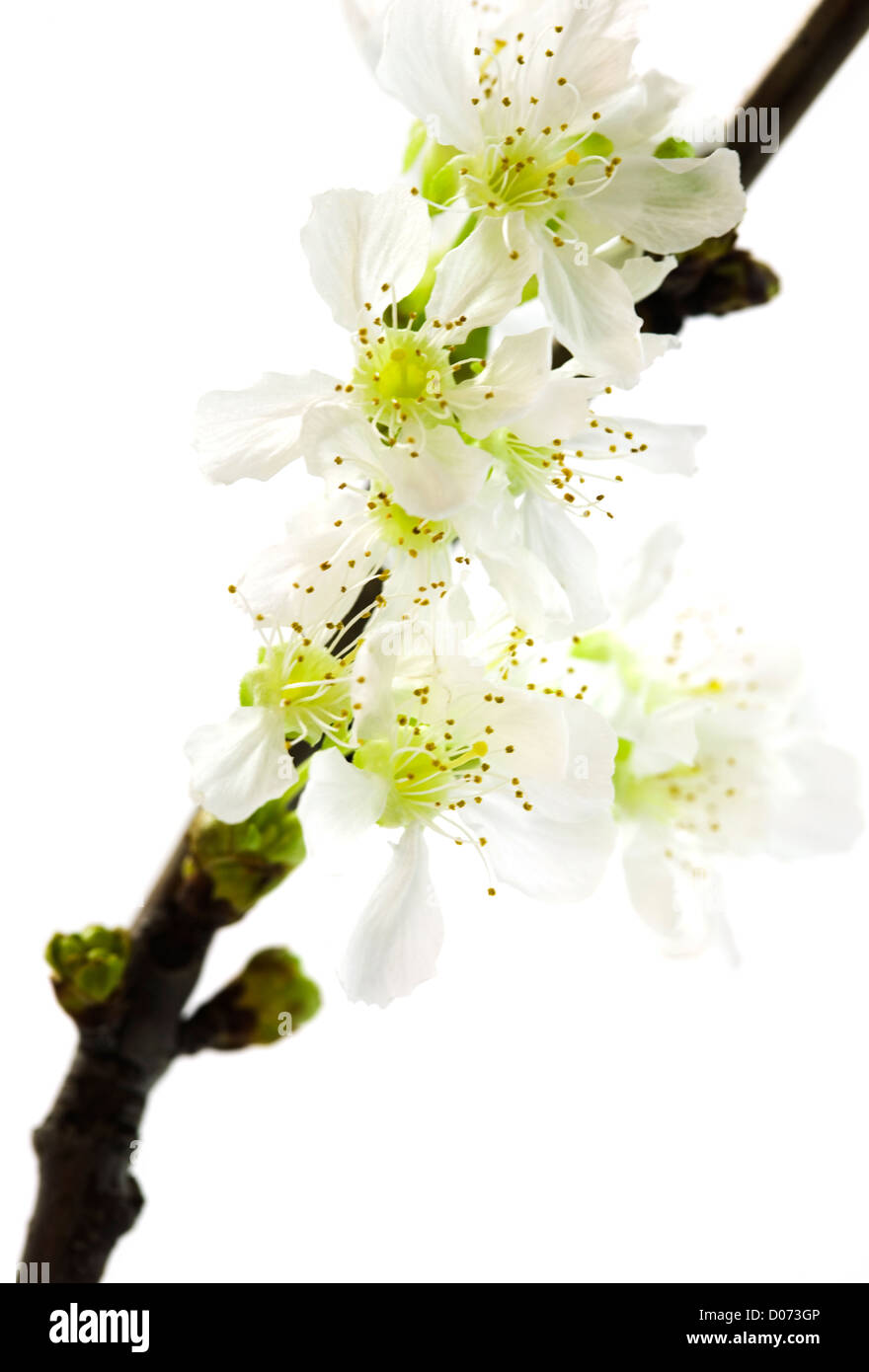 flower tree on white background Stock Photo - Alamy