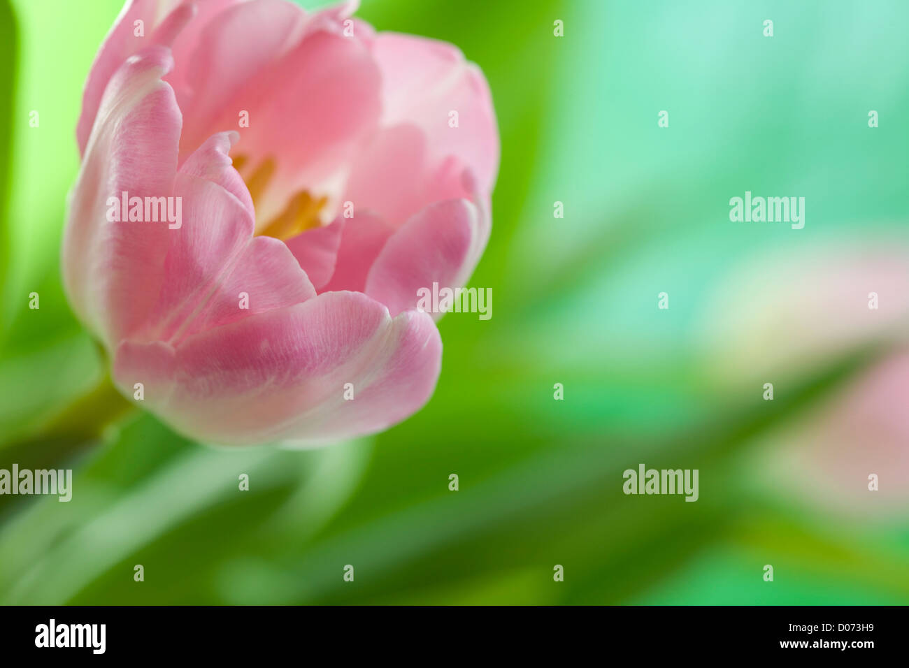 Sepal detail hi-res stock photography and images - Alamy