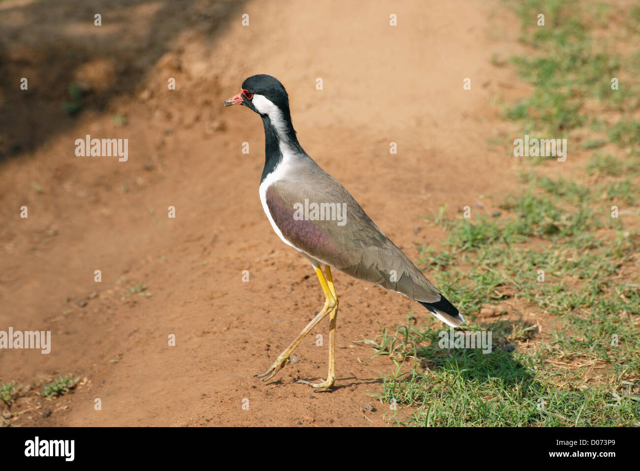 Vanellus indicus indicus hi-res stock photography and images - Alamy