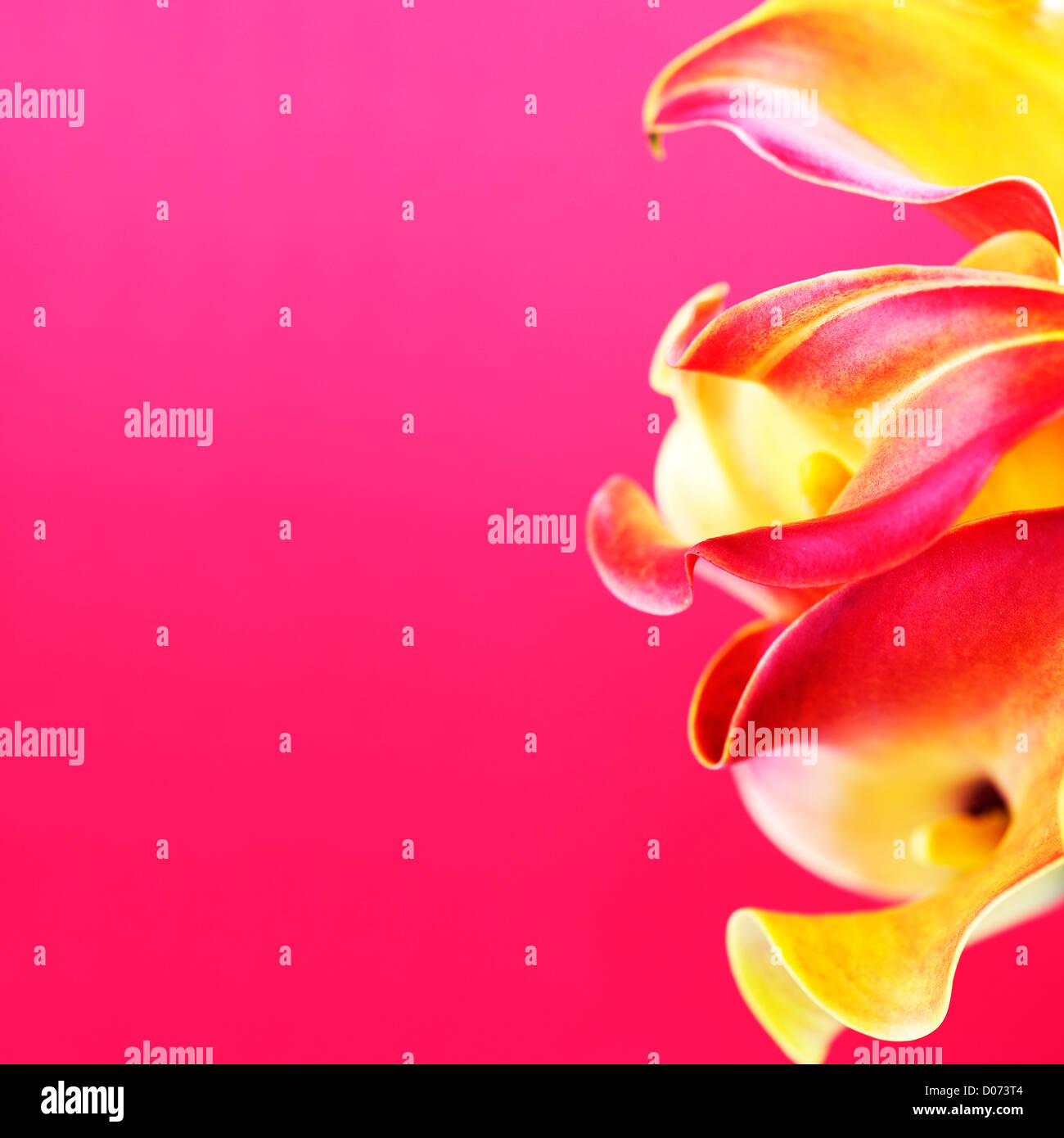 Red and yellow calla lilies hi-res stock photography and images - Alamy