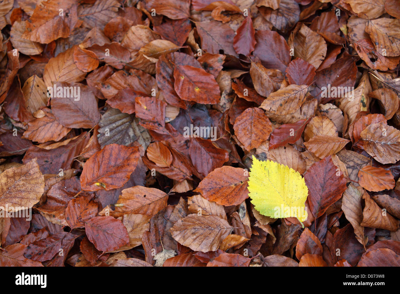 Odd one out crowd hi-res stock photography and images - Alamy