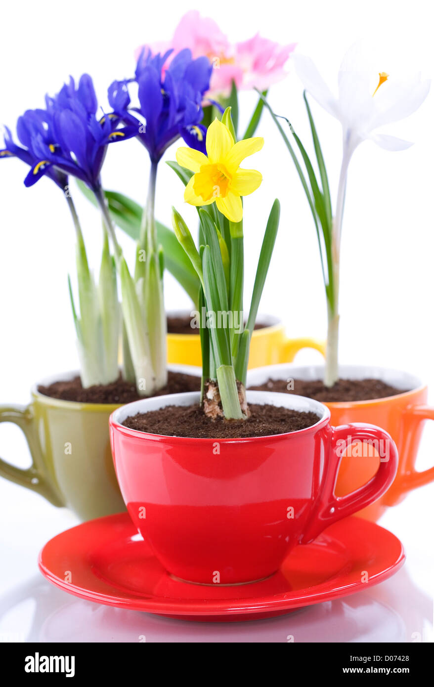 growing spring flowers in a cup (spring concept Stock Photo - Alamy