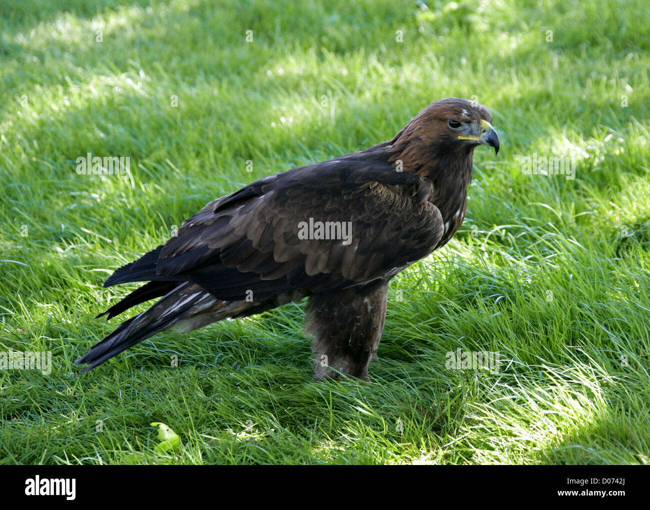Berkut golden eagles hi-res stock photography and images - Alamy