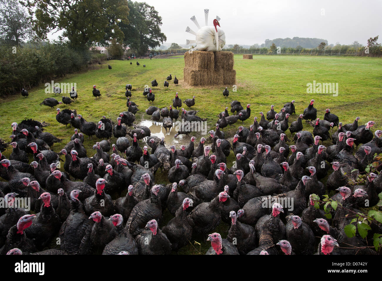 Turkeys hi-res stock photography and images - Alamy