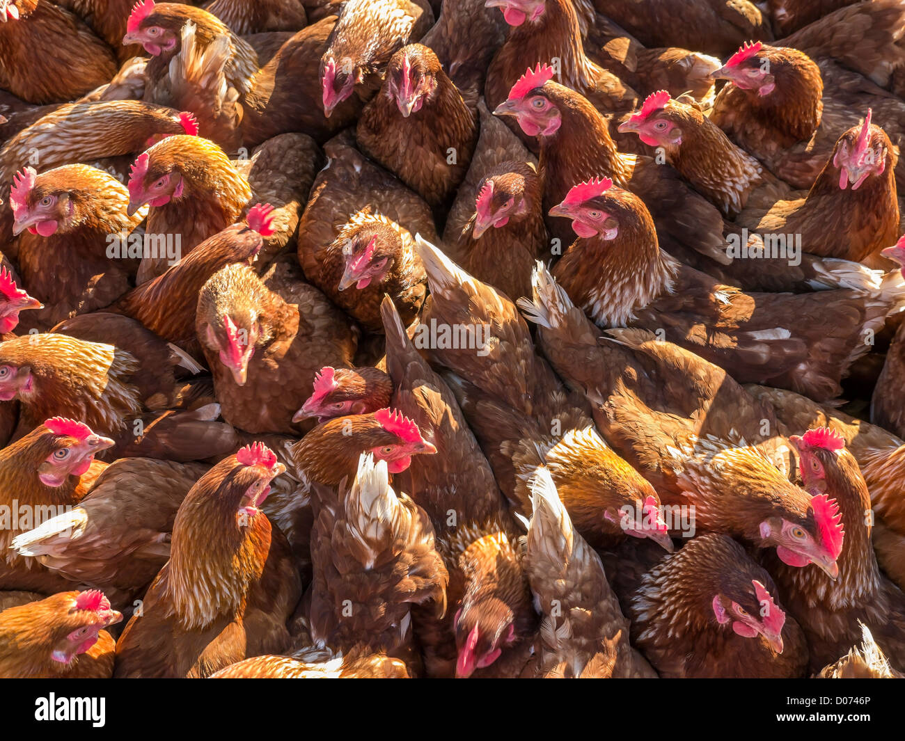 A large flock of free range brown chickens in a farmyard, waiting to be ...