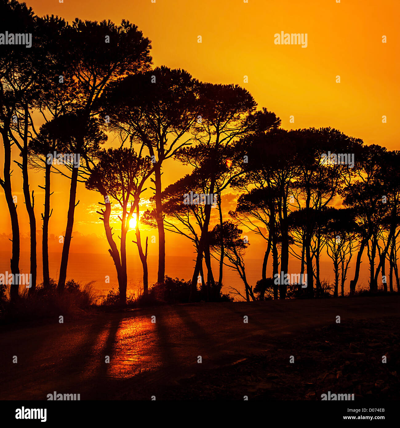 Silhouette tree sundown hi-res stock photography and images - Alamy