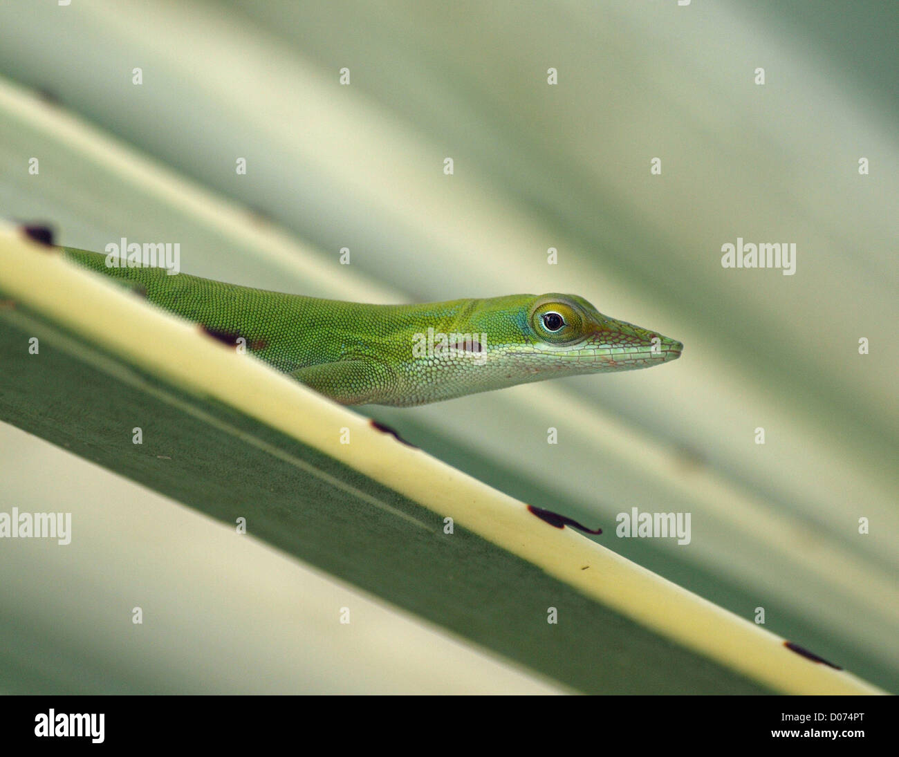 Blue anole hi-res stock photography and images - Alamy