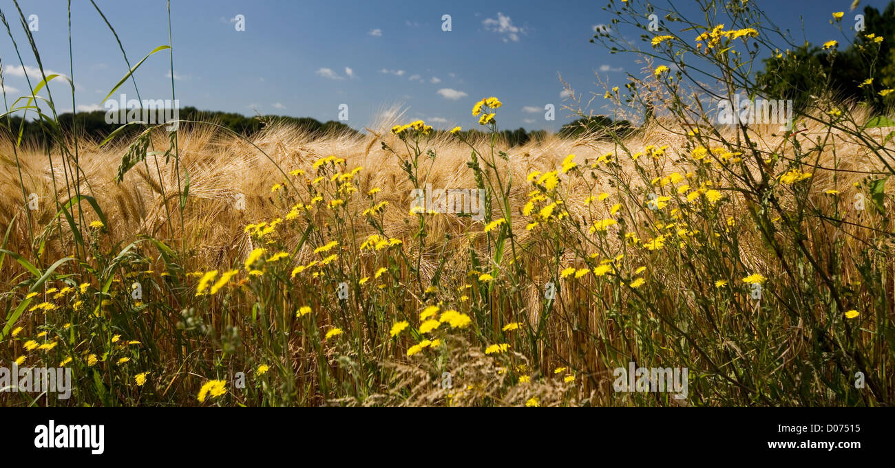 Yellow flowers in wheat hi-res stock photography and images - Alamy