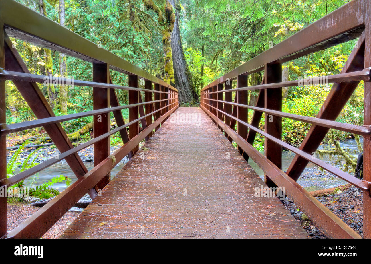 Bridge in rainforest hi-res stock photography and images - Alamy