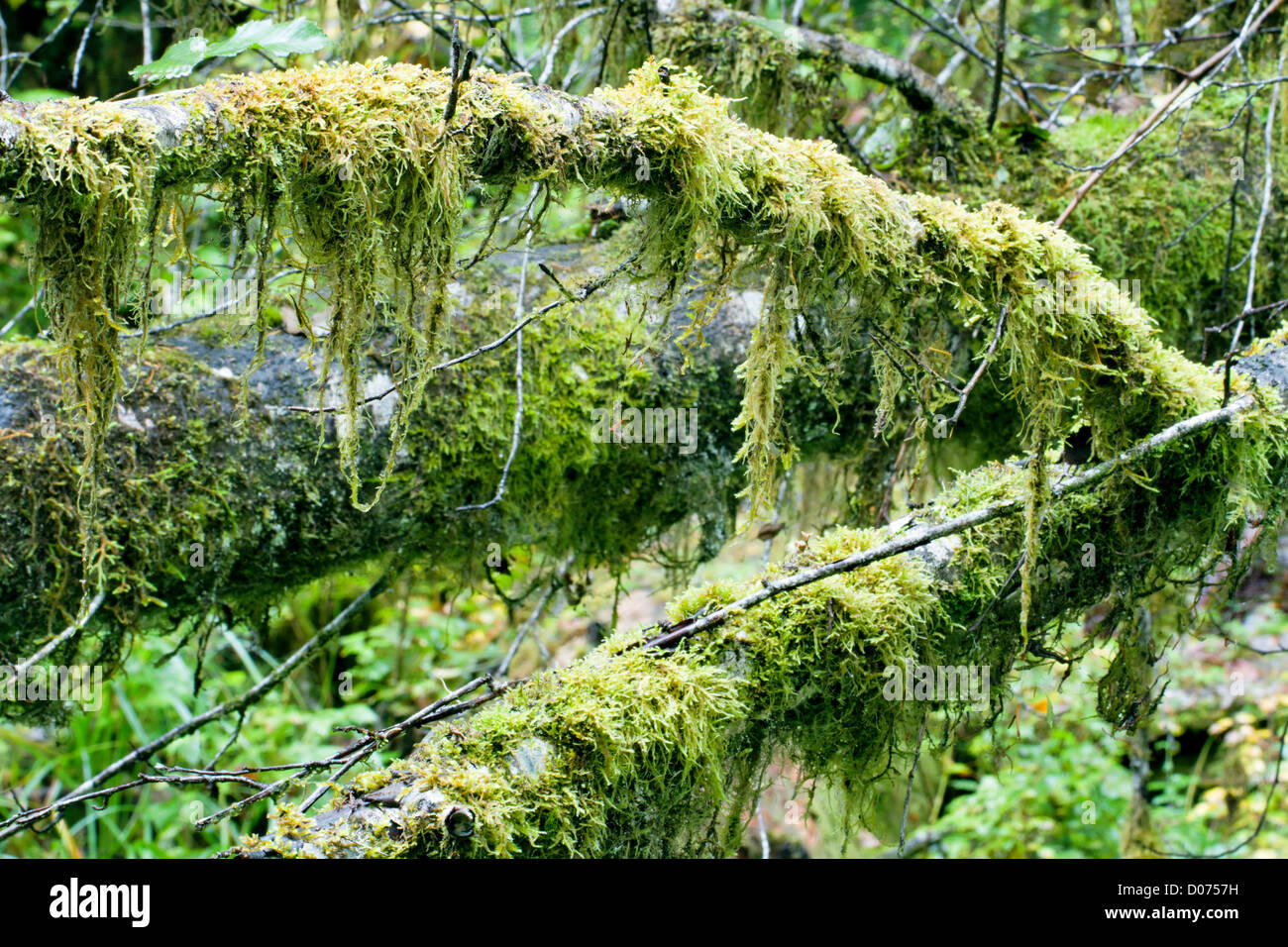 Rainforest tree detail hi-res stock photography and images - Alamy