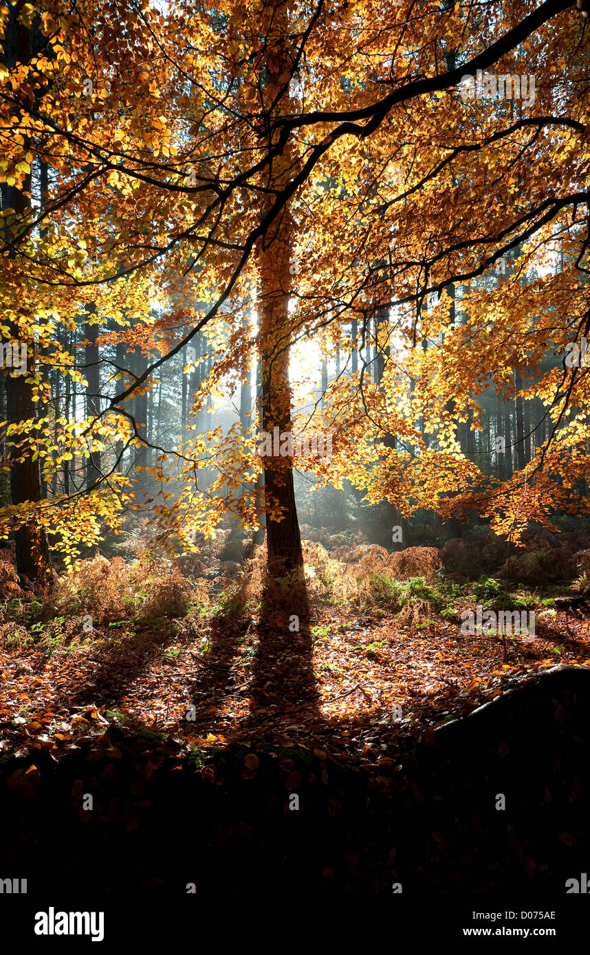 beech tree, marsham woods, norfolk, england Stock Photo - Alamy