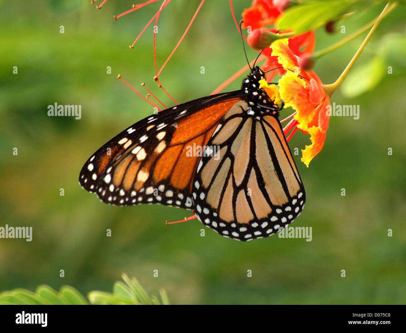 Monarch butterfly wings closed hi-res stock photography and images - Alamy