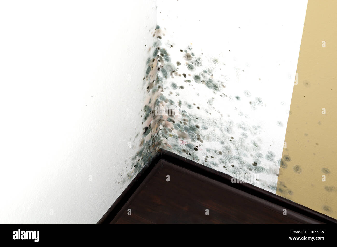 Mold Infestation High Resolution Stock Photography and Images - Alamy