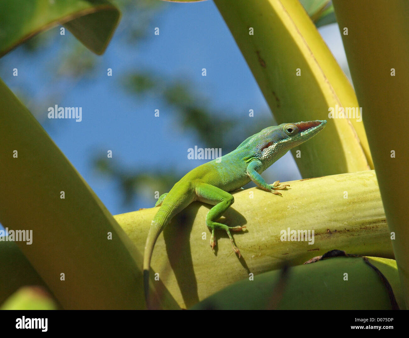 A large mature bright green blue and brown Allison's anole lizard ...