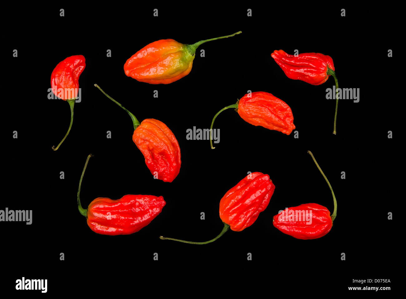 Hot, very very hot Naga morich chili Stock Photo - Alamy