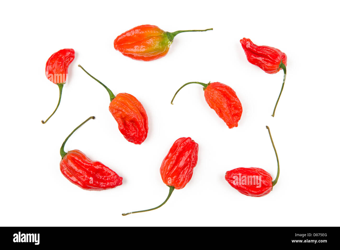 Hot, very very hot Naga morich chili Stock Photo - Alamy