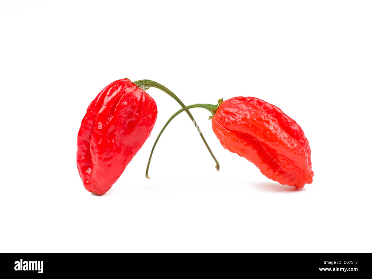 Hot, very very hot Naga morich chili Stock Photo - Alamy